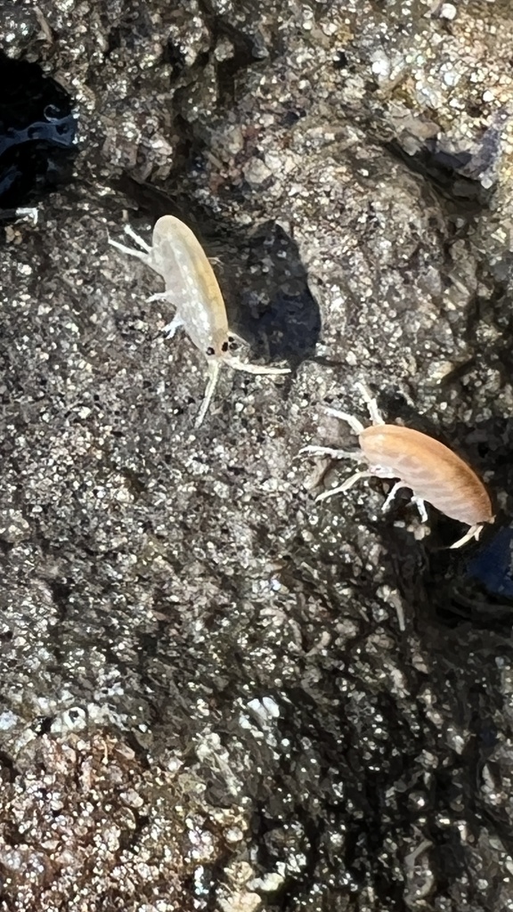 Terrestrial Amphipods from Salt Cove, Fort McCoy, FL, US on February 11 ...