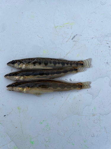 Logperch × Longhead Darter (Hybrid Percina caprodes × macrocephala ...