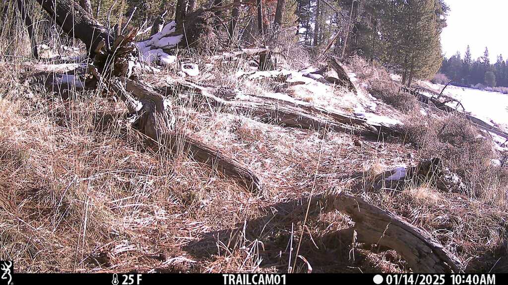 Western Chipmunks from North Slough, Deschutes County, OR, USA on ...