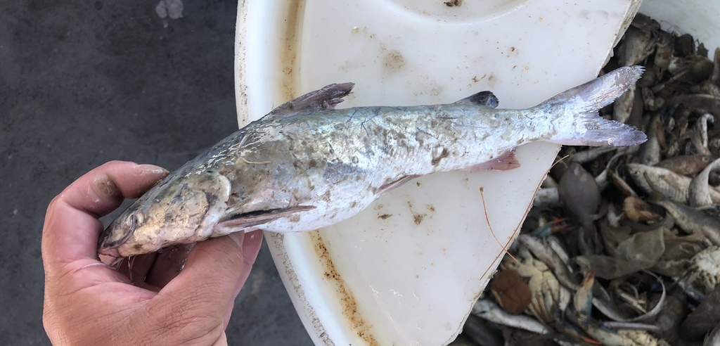 Hardhead Catfish from Gulf of Mexico, , , on August 02, 2019 at 08:26 ...