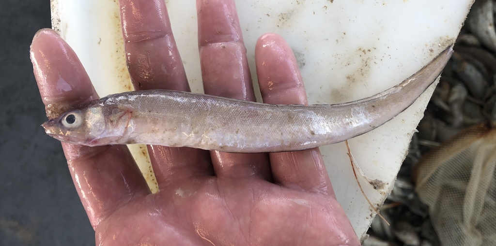 Blackedge Cusk-eel (Lepophidium brevibarbe) - Marine Life Identification