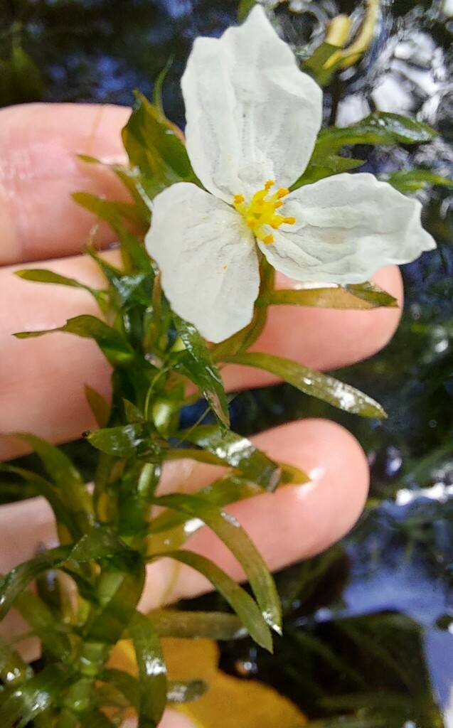 waterweeds from Brisbane QLD, Australia on February 11, 2025 at 02:54 ...