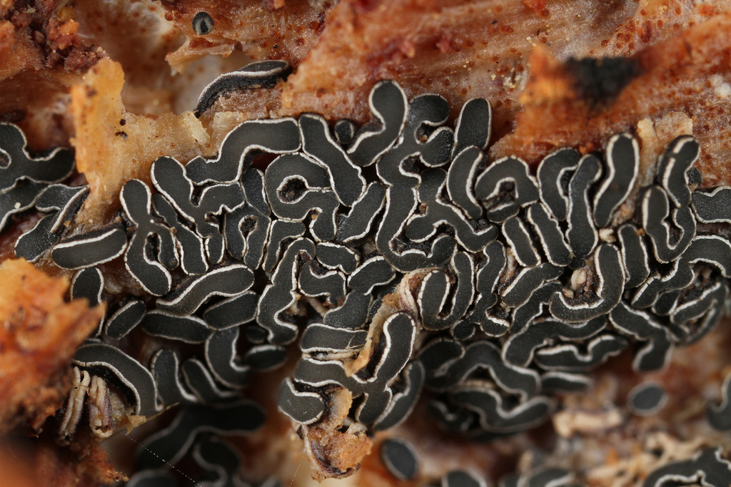 Angelina rufescens from 134 Drake Road Donalds SC on January 28, 2011 ...