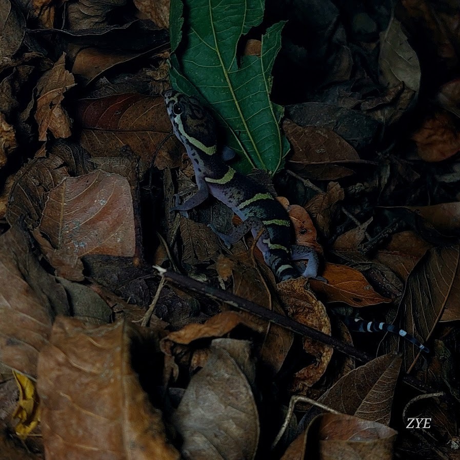 Central American Banded Gecko from Balsa, Provincia de Alajuela ...
