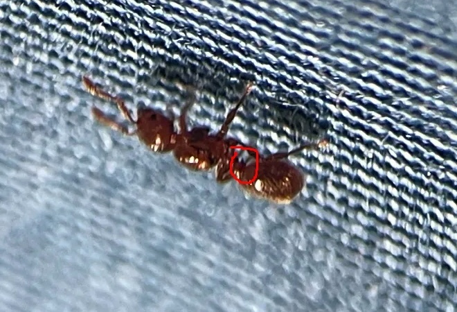 Parasitic Mite-eating Ant from Coleman Trail, Travelers Rest, SC, US on ...