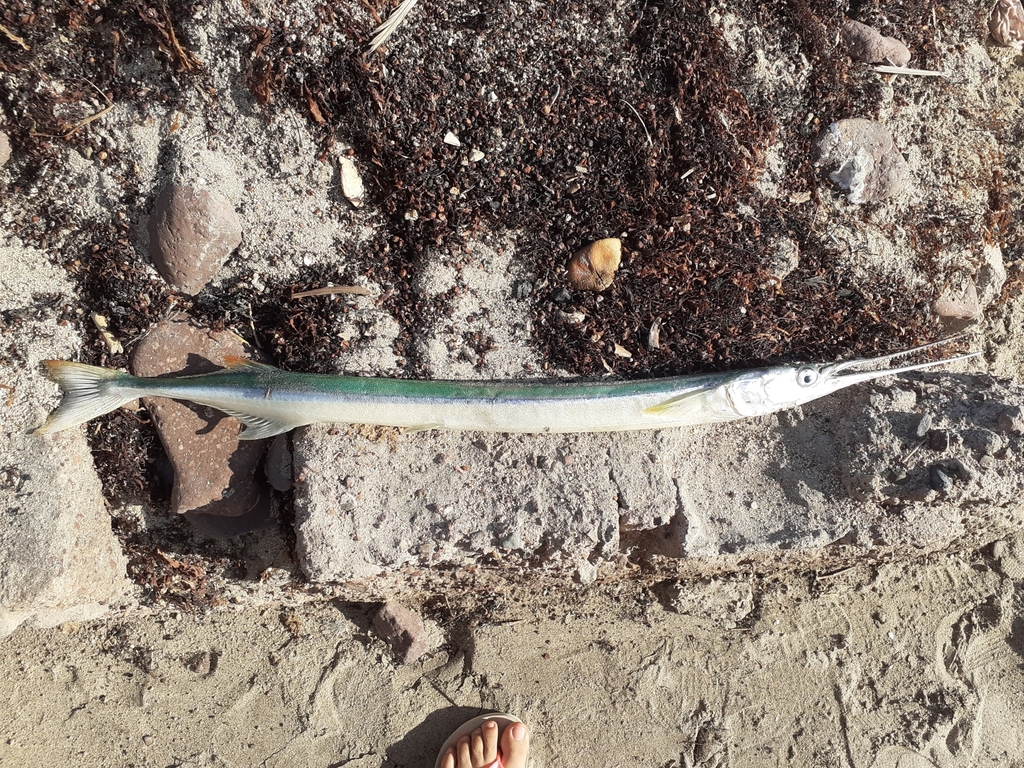 California needlefish from Miramar, Heroica Guaymas, Son., México on ...