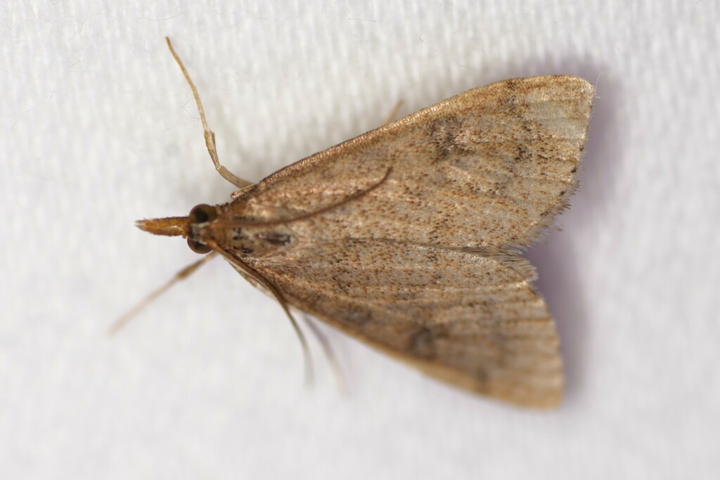 Celery Leaftier Moth from South Baton Rouge, Baton Rouge, LA, USA on ...