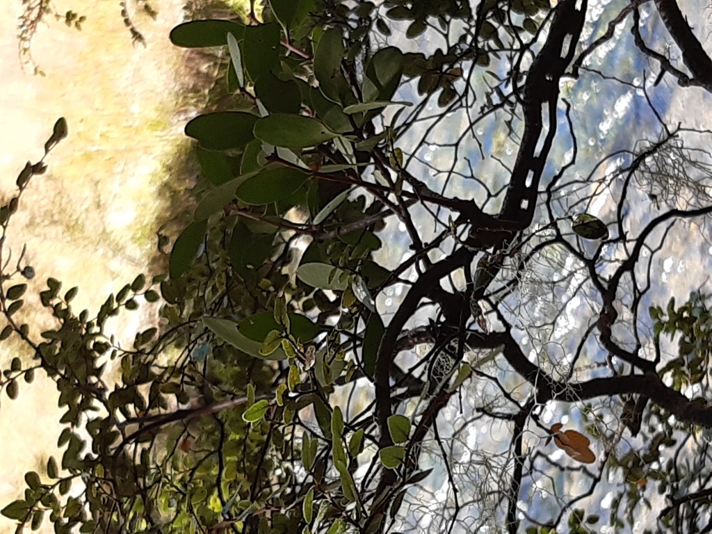 Yellow Mistletoe from 7875, New Zealand on February 12, 2025 at 11:42 ...