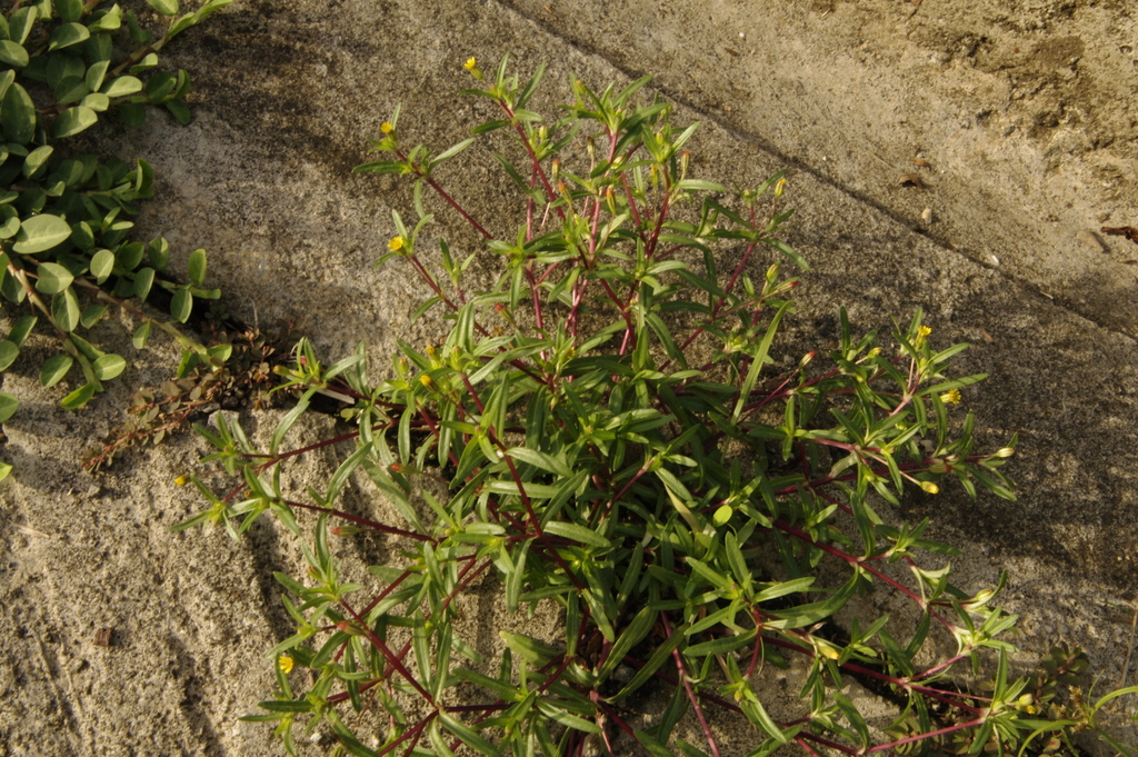 Tropical Chinchweed (Pectis elongata) - Botanical Realm