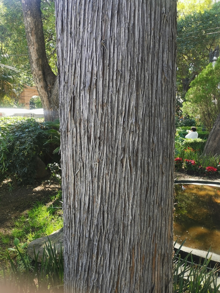 cedar of Goa from Tlalpan Centro I, 14000 Ciudad de México, CDMX ...