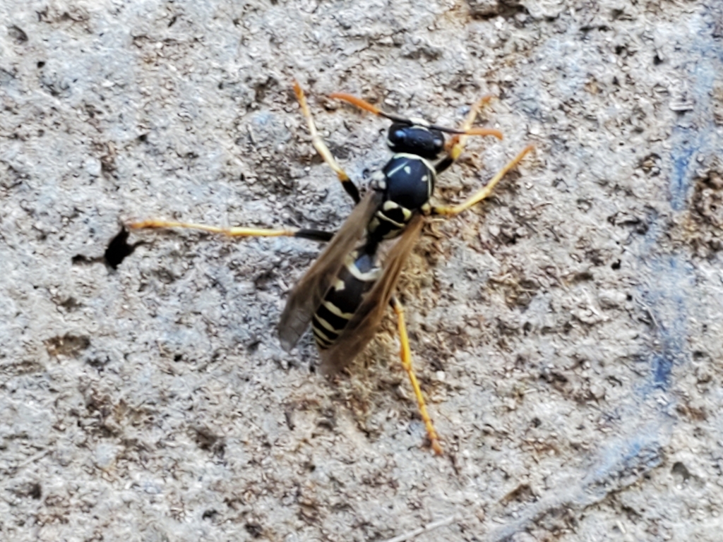 European Paper Wasp from Belfair, WA 98528, USA on January 24, 2025 at ...