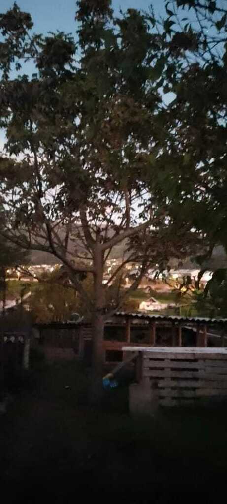 Andean Walnut in February 2025 by escuela_manabi · iNaturalist