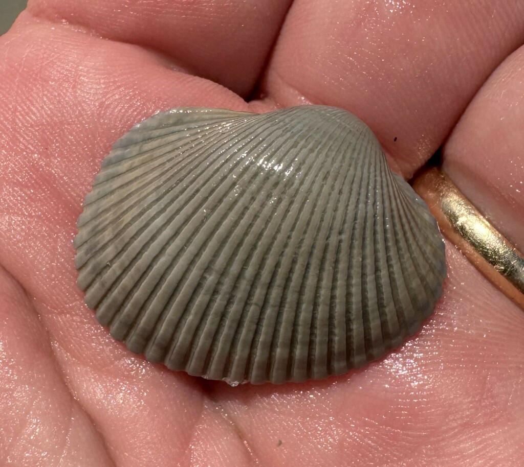 Blood Ark from Jacksonville Beach, Duval Co., FL, USA on August 27 ...