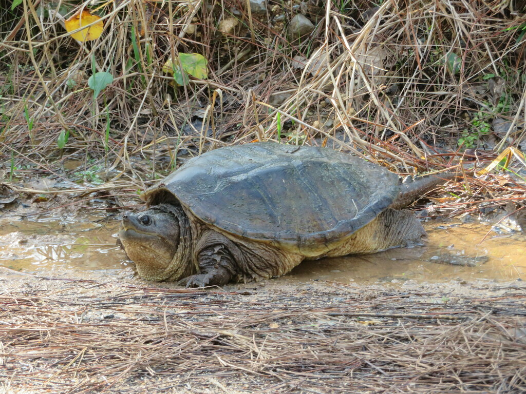 Common Snapping Turtle from Mobile County, AL, USA on February 11, 2025 ...