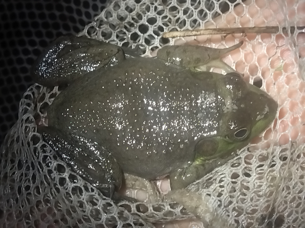 American Bullfrog from Warner Robins, GA, USA on February 11, 2025 at ...
