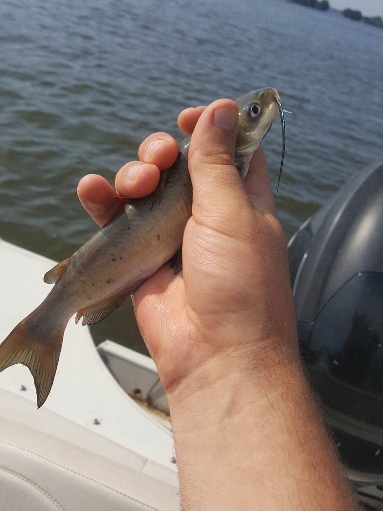 Channel Catfish from Wonder Lake, IL, USA on July 28, 2019 at 09:41 AM ...