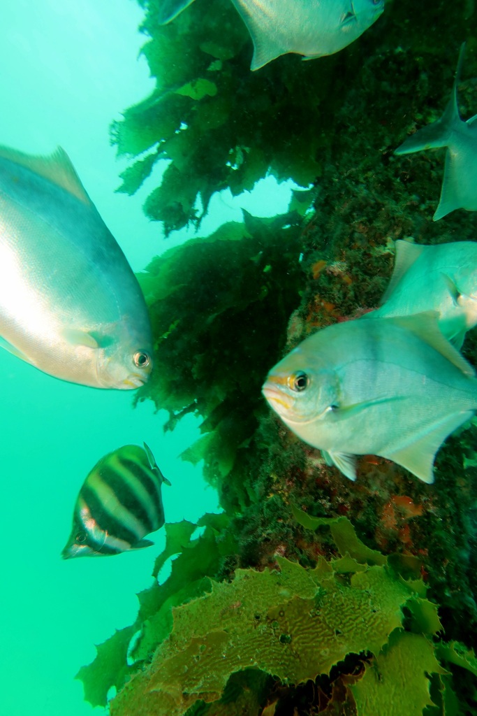 Sea Sweep from Port Noarlunga Jetty on February 12, 2025 at 09:48 AM by ...