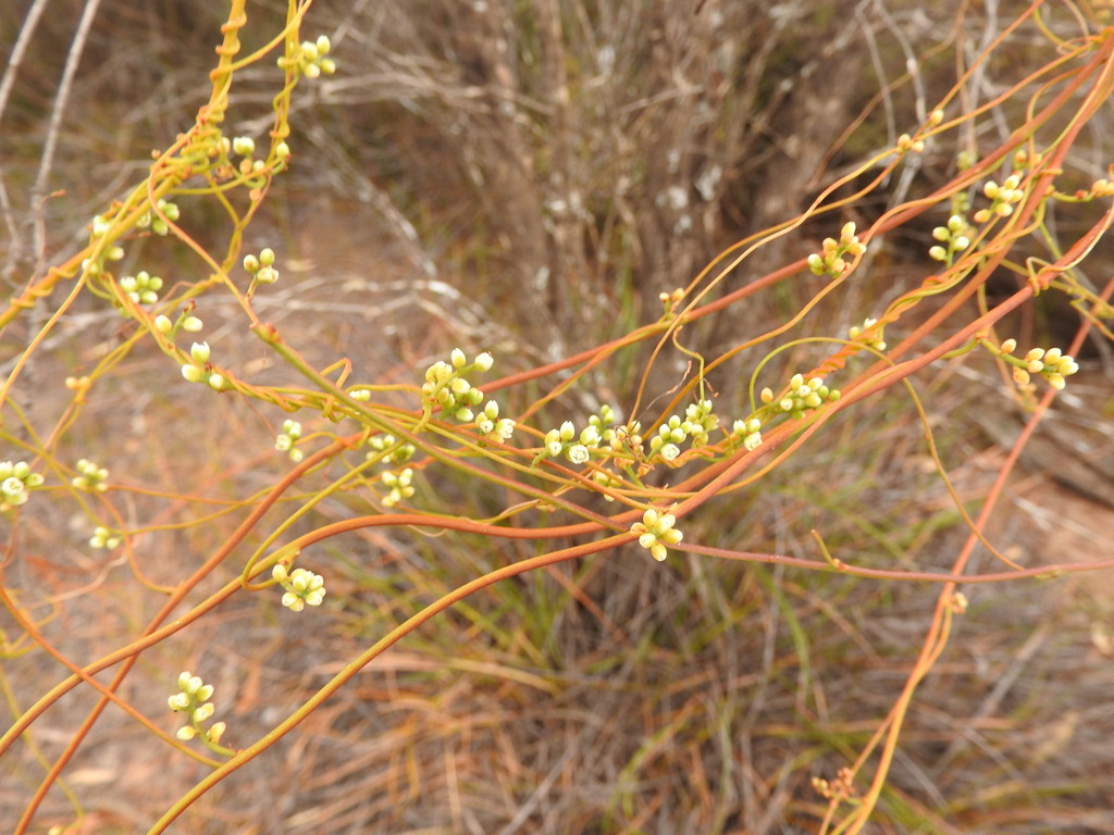 Slender Devil's Twine from Flint WA 6302, Australia on February 11 ...