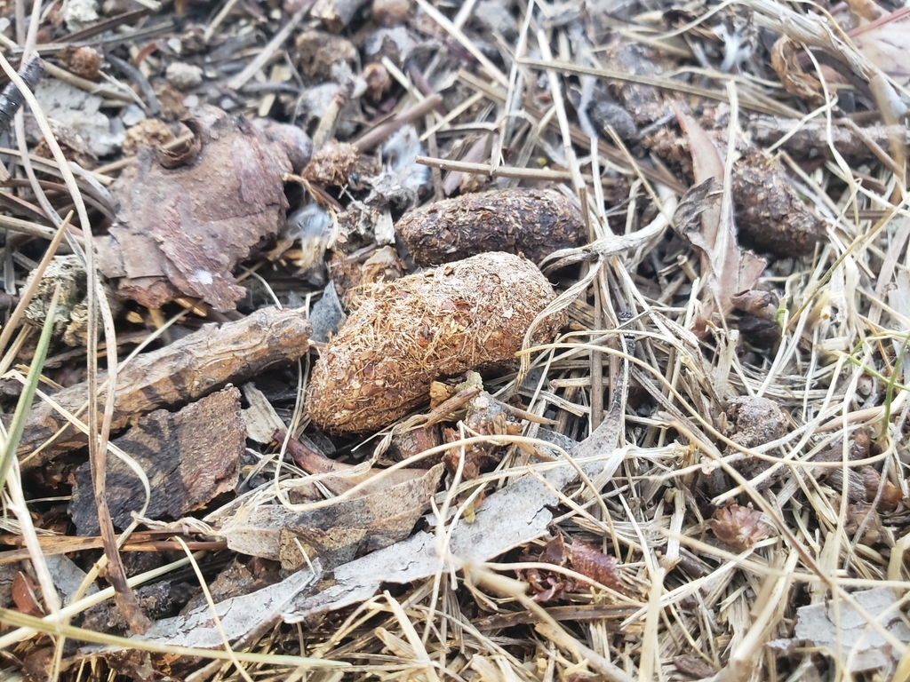 Something in February 2025 by Lachlan. Seen under a pine tree on top of ...