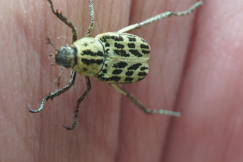 Oriental Monkey Beetles from 中国浙江省杭州市临安区 on June 10, 2023 at 12:44 PM ...