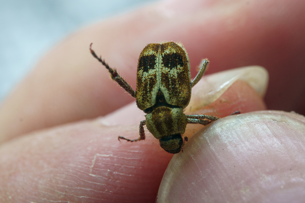 Oriental Monkey Beetles from 中国浙江省杭州市临安区 on June 10, 2023 at 12:54 PM ...