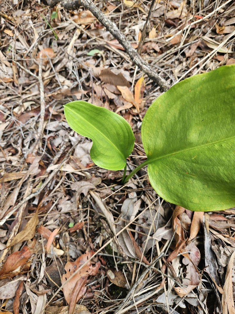 Brisbane Lily (Proiphys cunninghamii) - Botanical Realm