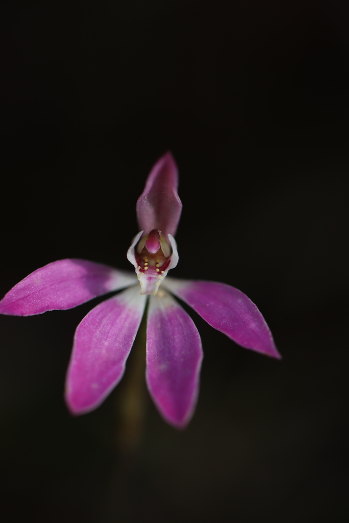 Pink Lady Fingers from Blue Mountains, NSW, Australia on October 6 ...