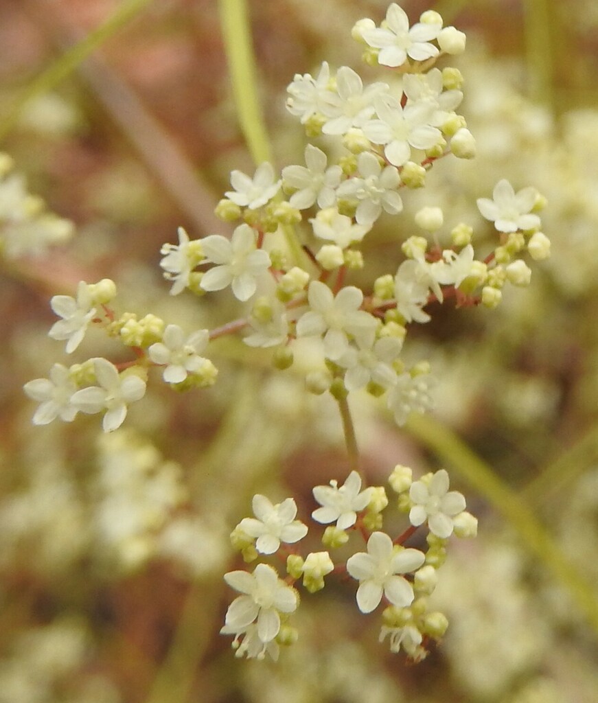 Platysace filiformis from Canning Mills WA 6111, Australia on February ...