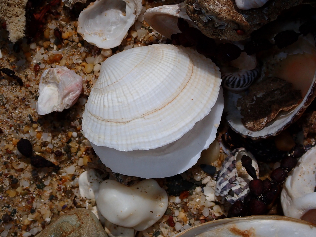 Codakia rugifera from Barcoongere NSW 2460, Australia on February 12 ...
