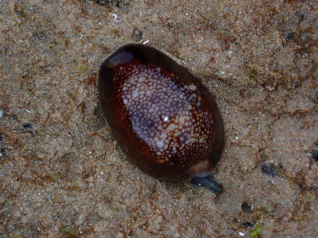Snakehead Cowrie from Barcoongere NSW 2460, Australia on February 12 ...