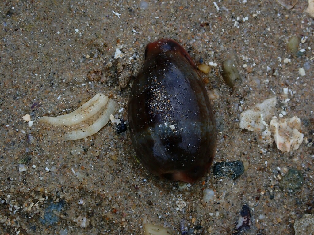 yellow-toothed cowrie from Barcoongere NSW 2460, Australia on February ...