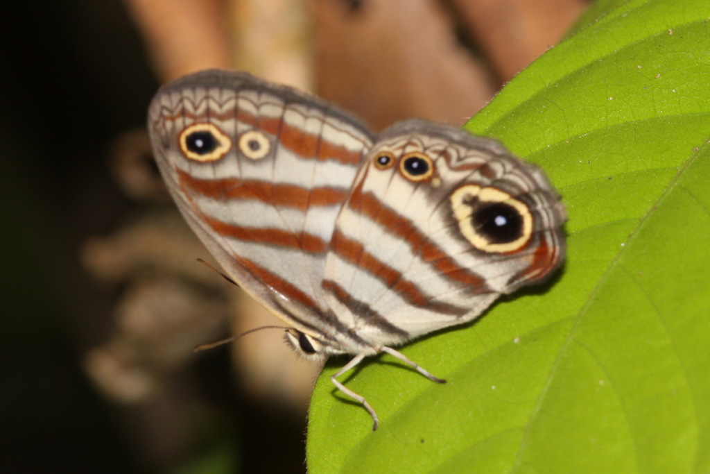 Euptychia insolata from Autopista Medellín-Bogotá #Km 154, San ...