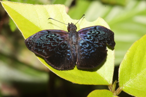 Cycloglypha enega · iNaturalist Ecuador