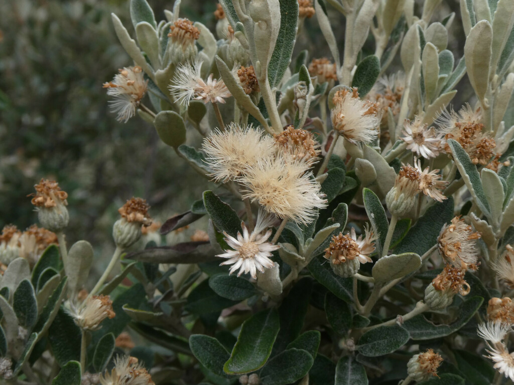 Asthma Bush from Inverloch VIC 3996, Australia on January 16, 2025 at ...