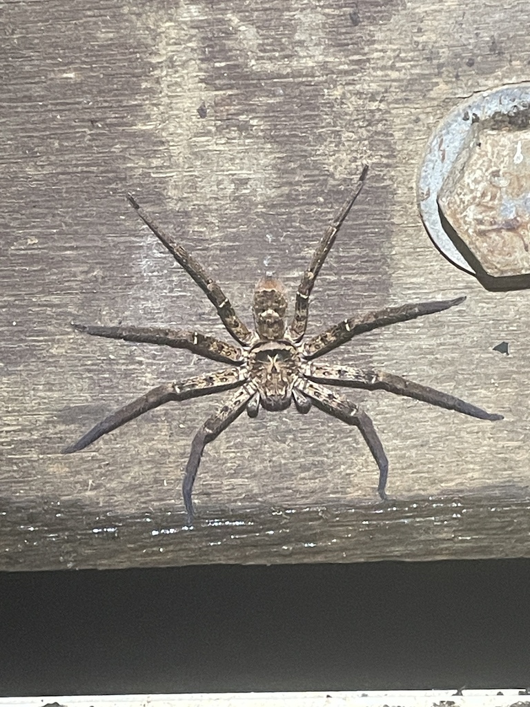 Giant Huntsman Spiders from Danbulla, QLD, AU on February 12, 2025 at ...