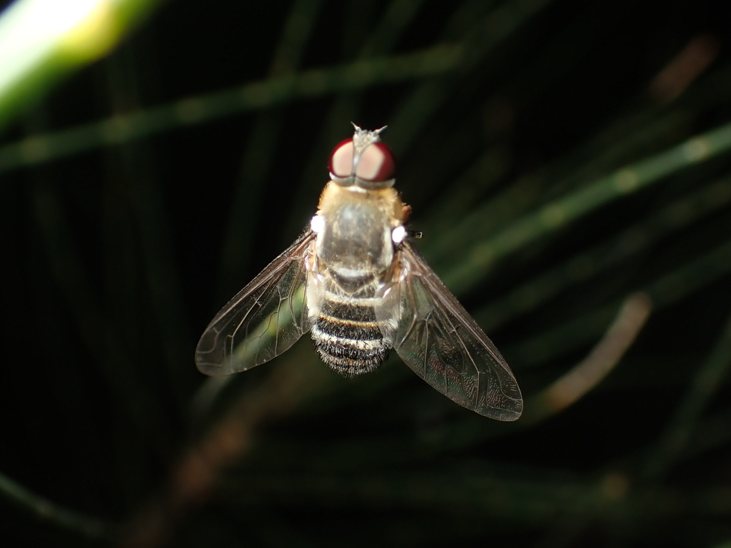 banded bee flies from Stockwell SA 5355, Australia on February 12, 2025 ...