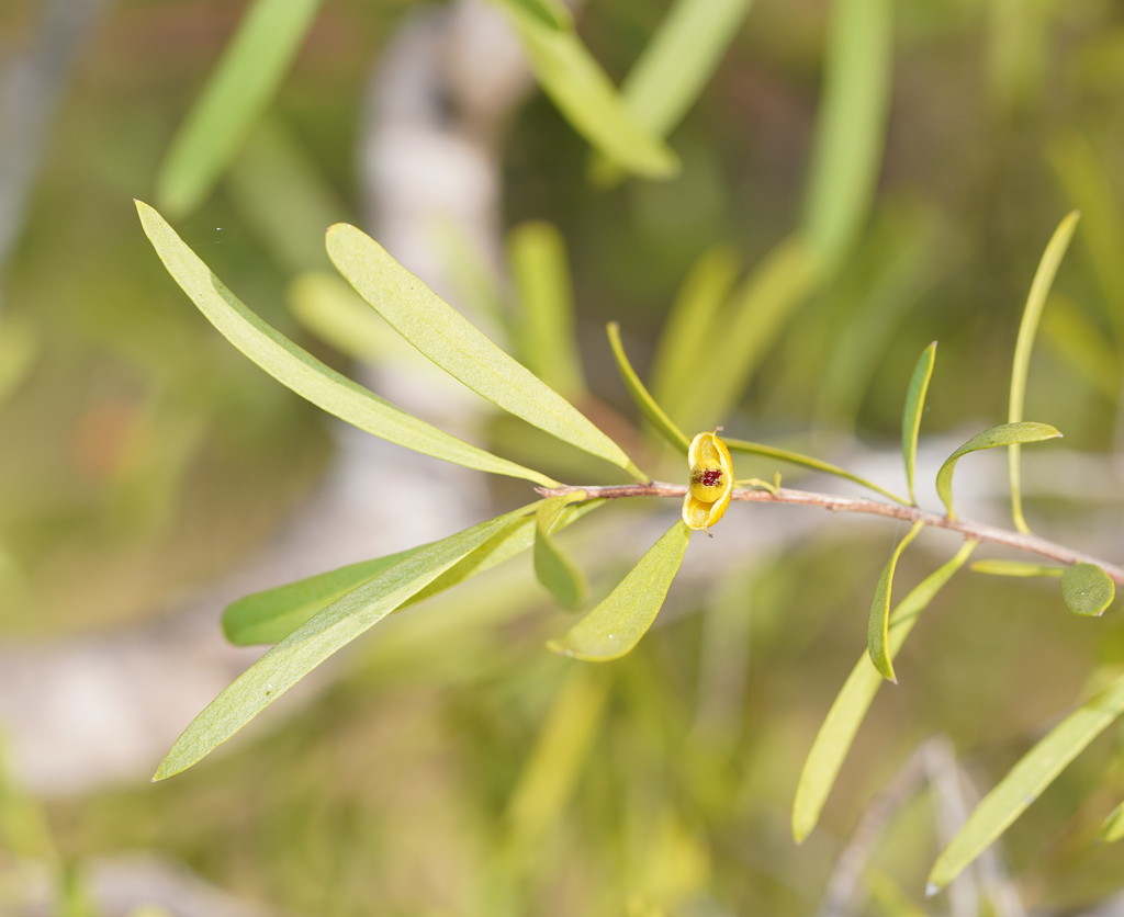 yellow berry bush (Denhamia cunninghamii) - Botanical Realm