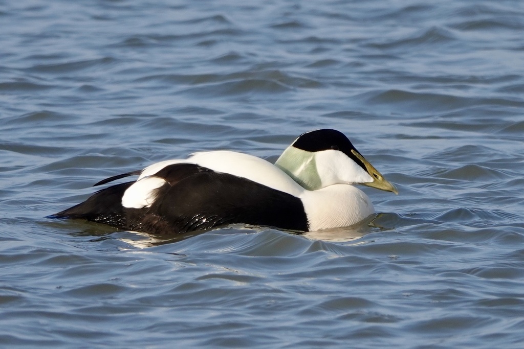Common Eider in February 2025 by felidae65 · iNaturalist