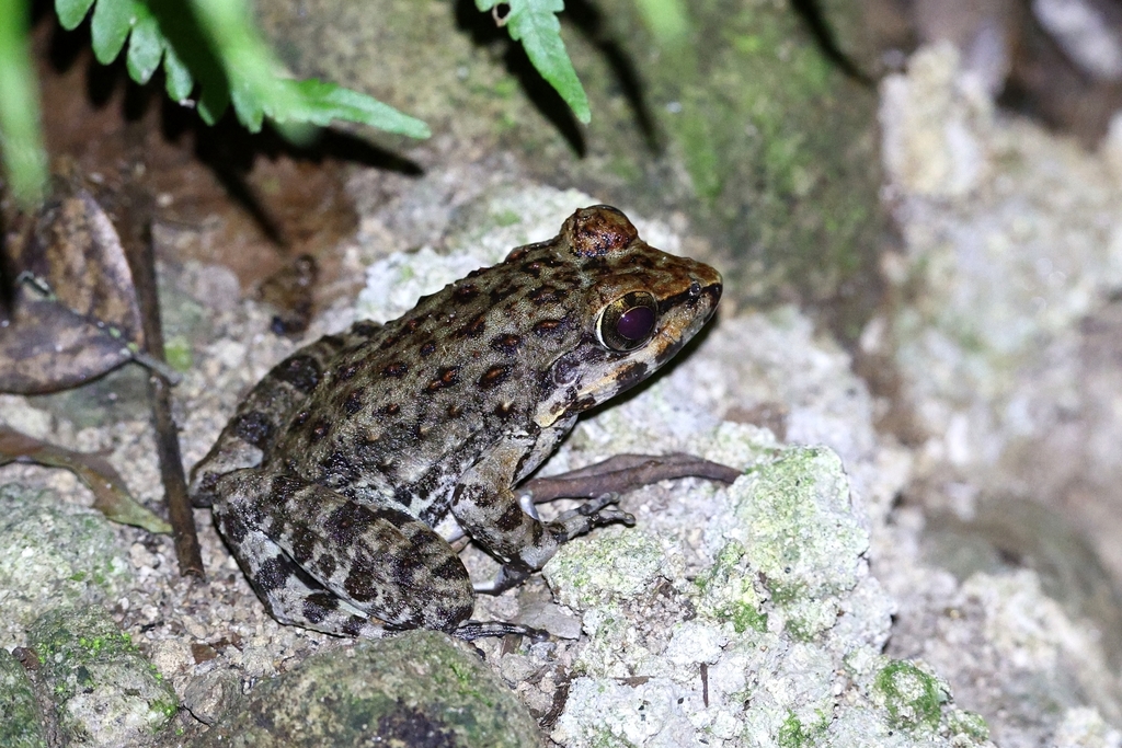 Paddy Field Frog from 76QJ+4F5, Valencia, 6215 Negros Oriental ...