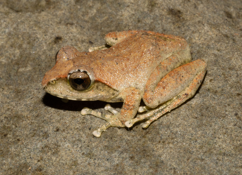 Robust Kajika Frog from 843台灣高雄市美濃區 on February 11, 2025 at 09:05 PM by Liu JimFood · iNaturalist