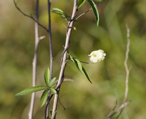 Merremia quinata · iNaturalist