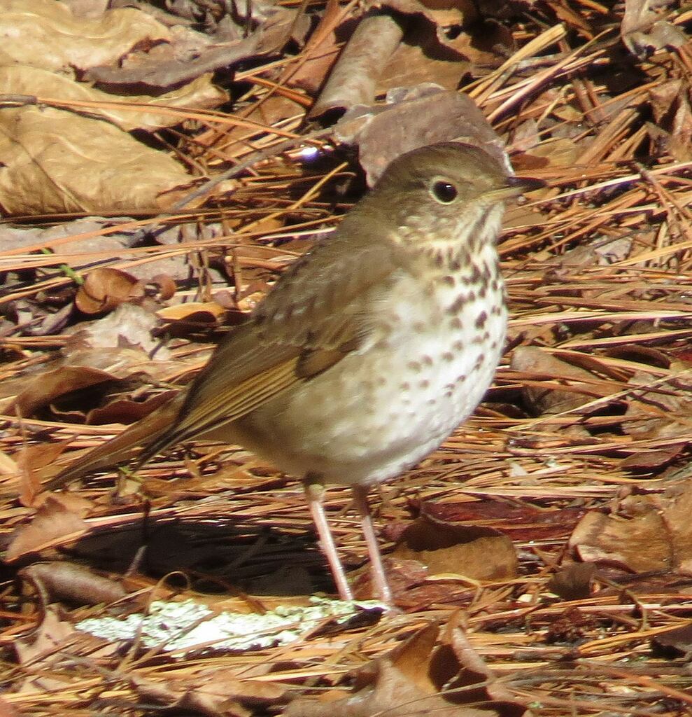 Hermit Thrush from Rockdale County, GA, USA on January 22, 2025 at 12: ...
