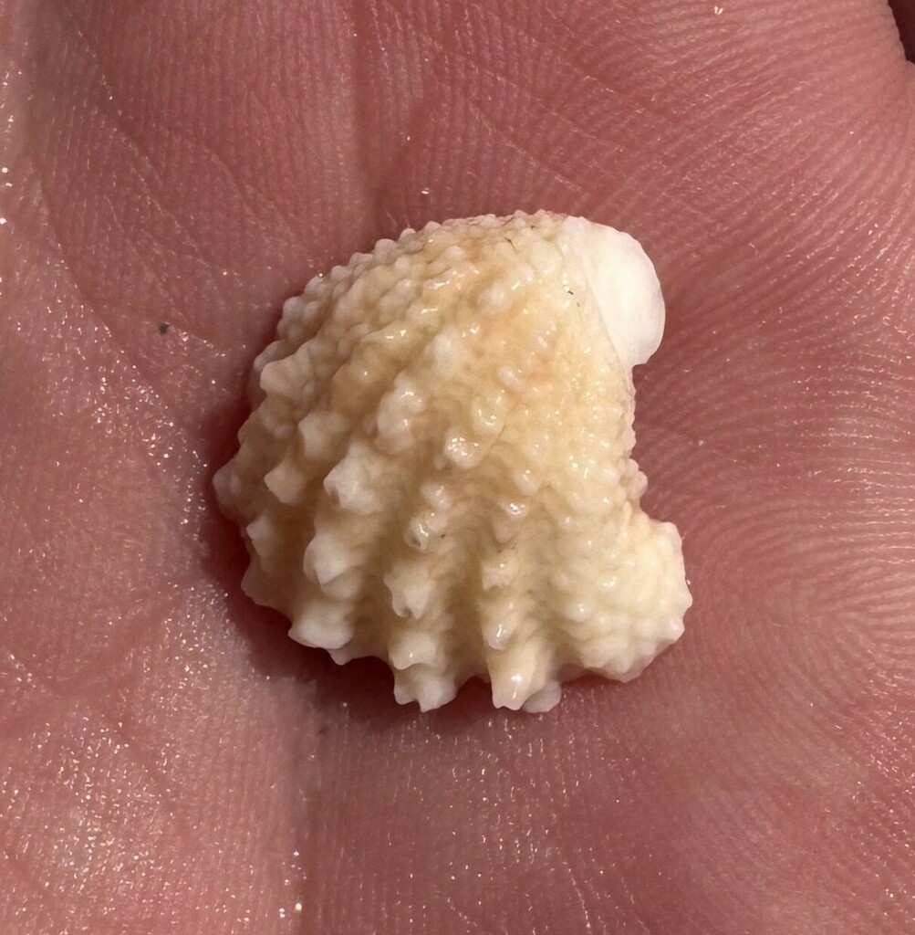 Spiny Jewel Box from Jacksonville Beach, Duval Co., FL, USA on August ...