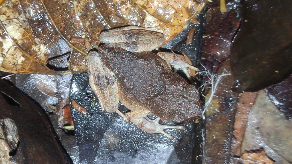 Painted Forest Toadlet in February 2025 by Wildlife Tours Peru ...
