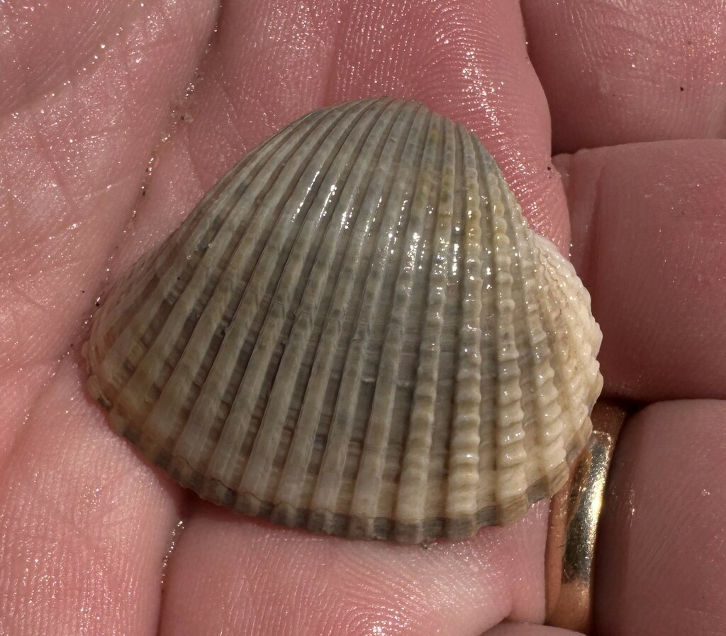 Incongruous Ark from Jacksonville Beach, Duval Co., FL, USA on August ...