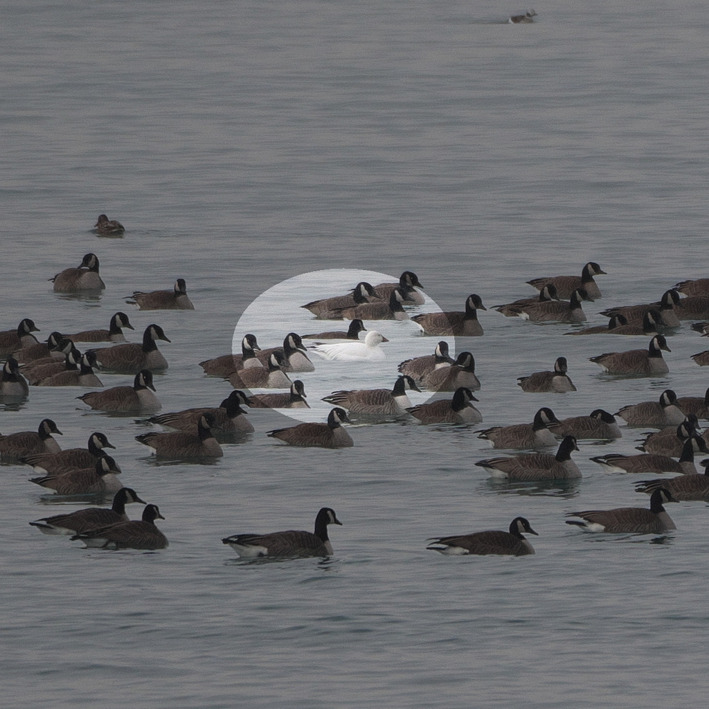 Snow Goose from Fifty Point Conservation Area, ON, Canada on February ...