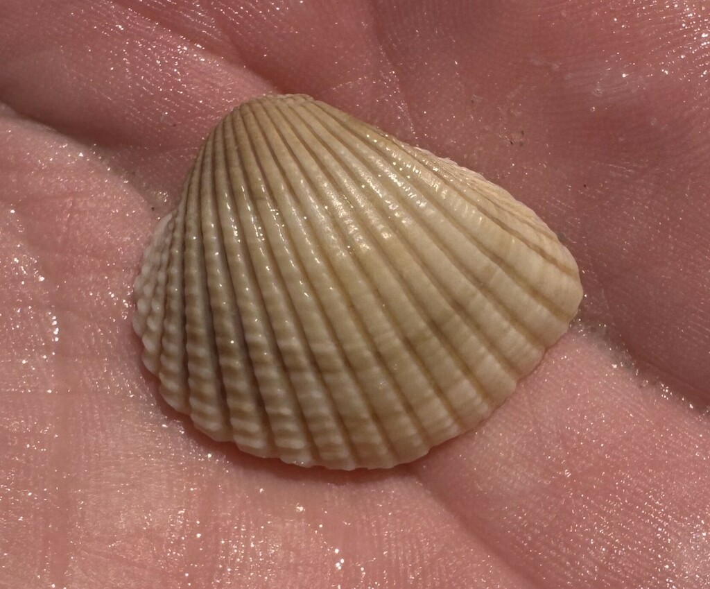 Incongruous Ark from Jacksonville Beach, Duval Co., FL, USA on August ...