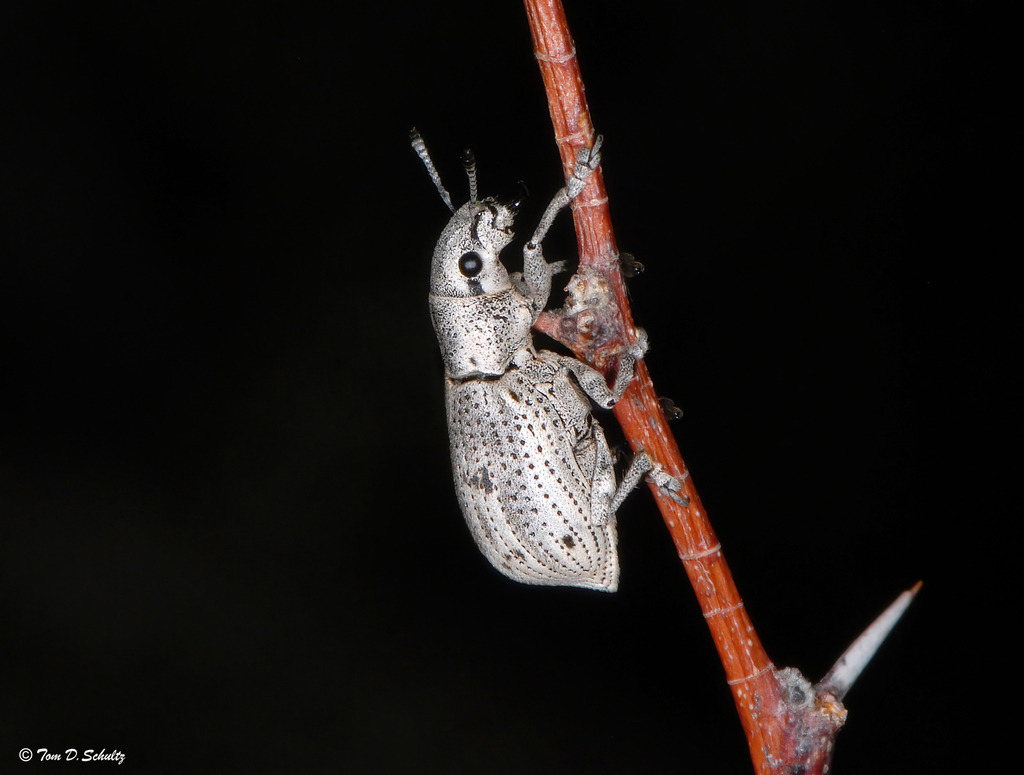 Ericydeus lautus from Cochise County, AZ, USA on August 16, 2014 at 10: ...