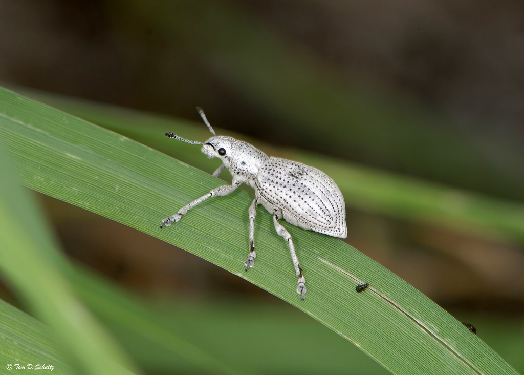 Ericydeus lautus from Cochise County, AZ, USA on August 13, 2014 at 03: ...