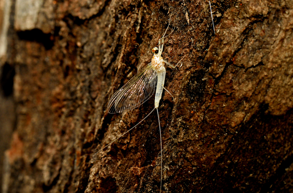 Terminal Flat-headed Mayfly from Saint-Jean-de-l'Île-d'Orléans, QC ...